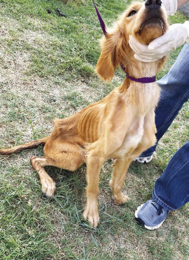 OPD discovers graves in dog cruelty case | Olney Enterprise